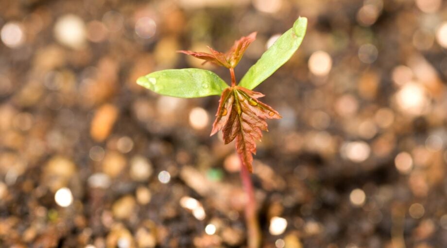 How to Plant, Grow, and Care for Japanese Maple Trees