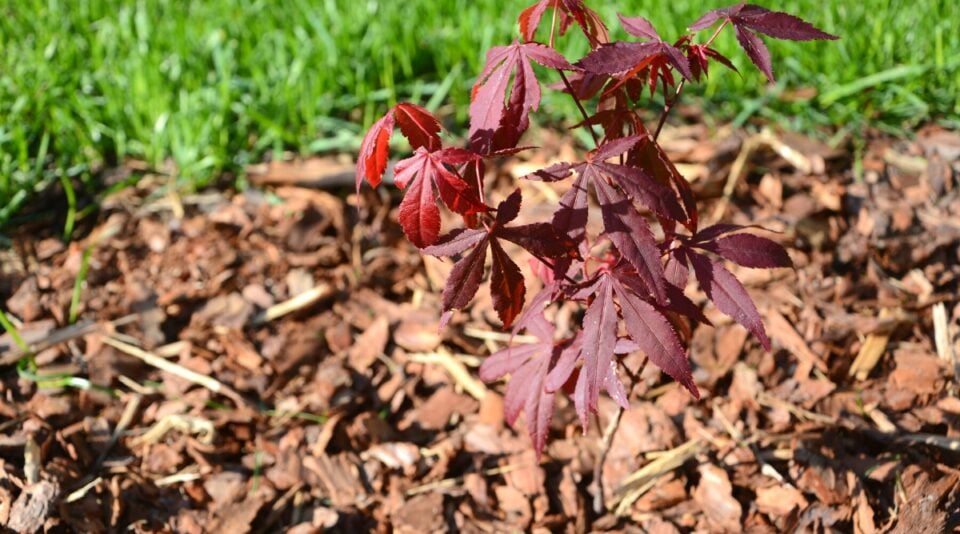How to Plant, Grow, and Care for Japanese Maple Trees