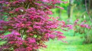 How to Plant, Grow, and Care for Japanese Maple Trees