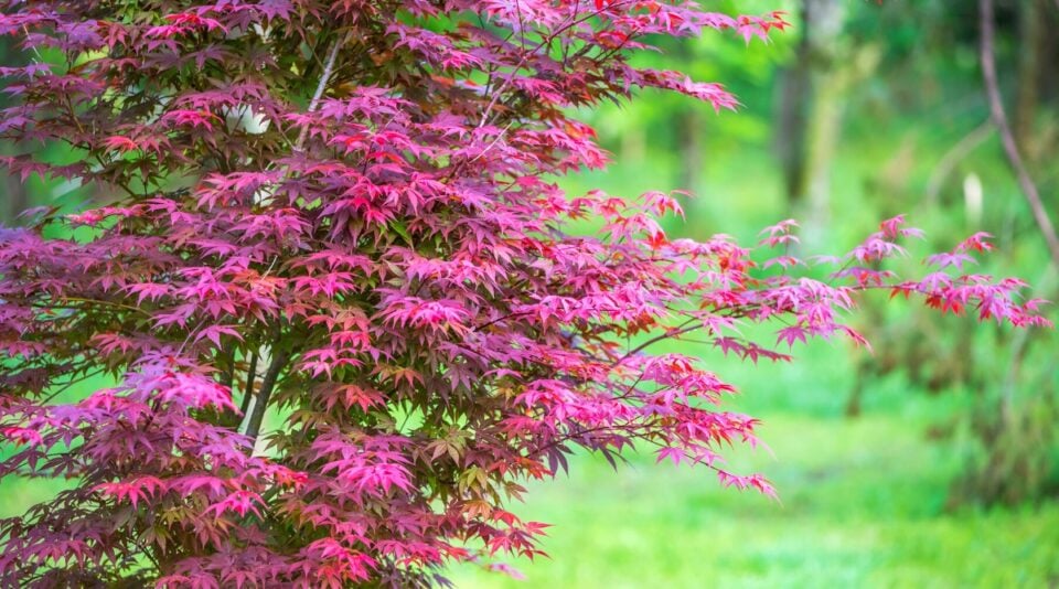 How to Plant, Grow, and Care for Japanese Maple Trees