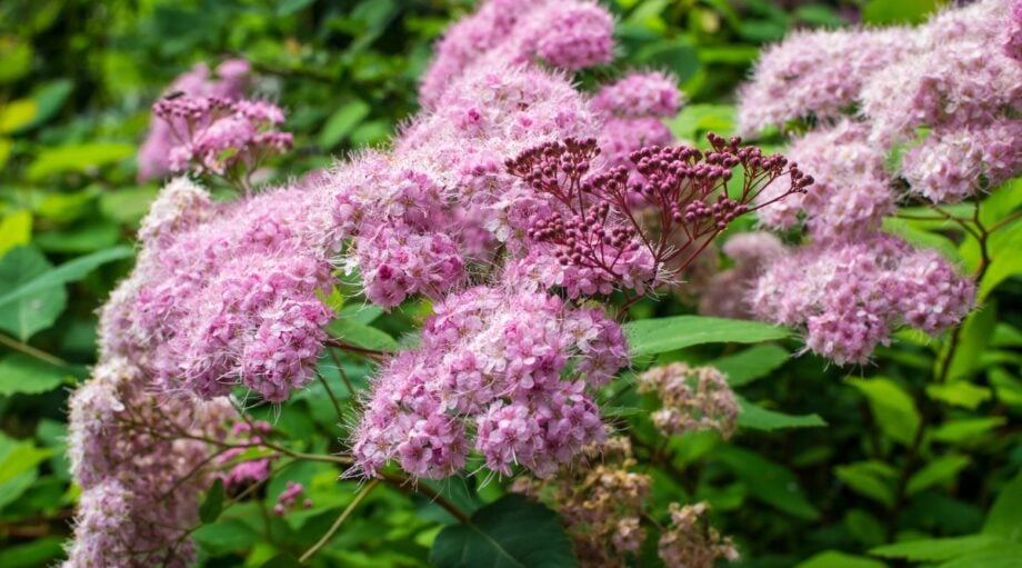 31 Beautiful Spirea Varieties For Your Landscape