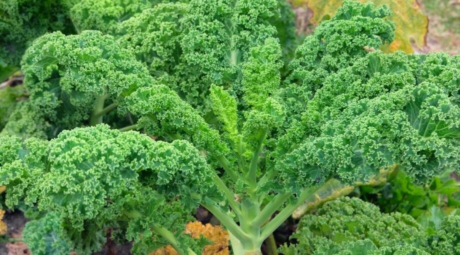 15 Cold-Season Vegetables That Get Sweeter After a Frost