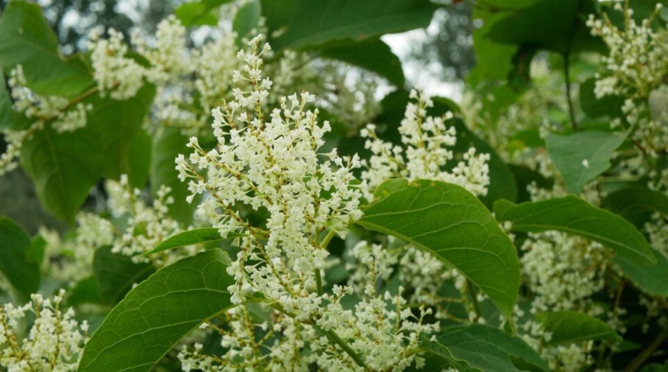28 Invasive Plants to Avoid in The Midwest