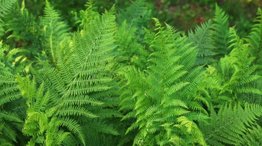 How to Plant, Grow, and Care for Lady Ferns