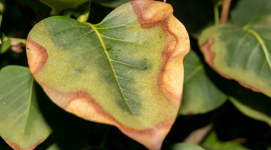 11 Ways to Prevent Transplant Shock When Moving Perennials