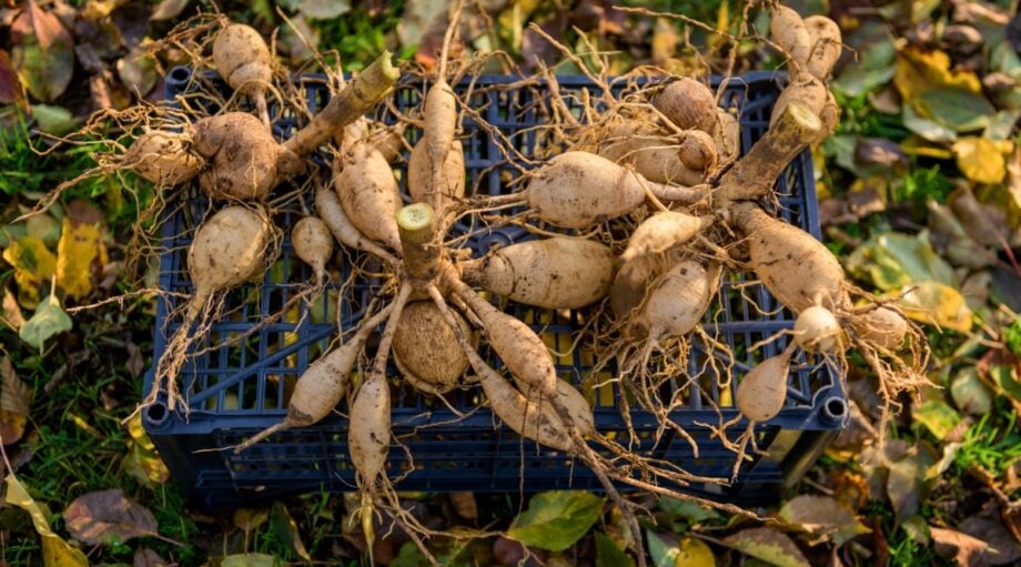 9 Tips for Digging and Storing Dahlia Tubers