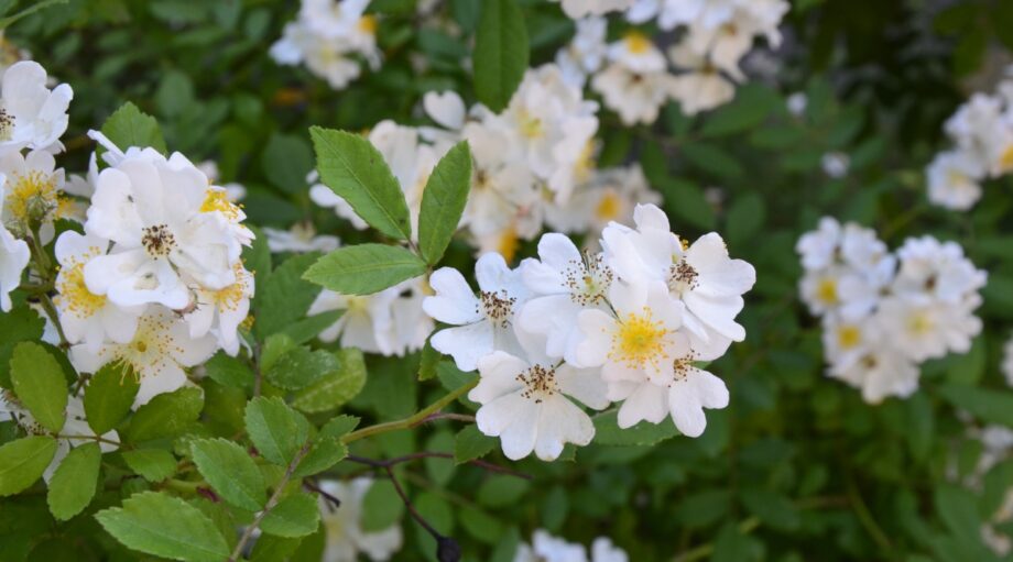 28 Invasive Plants to Avoid in The Midwest