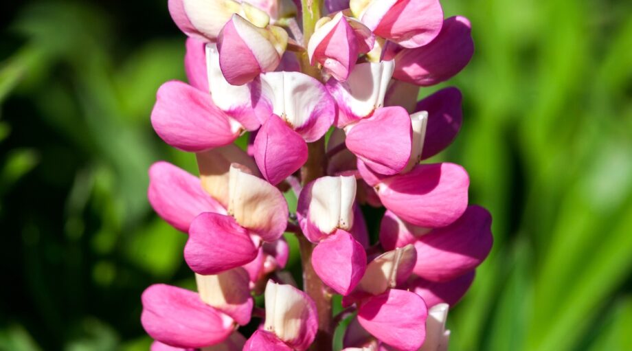 11 Beautiful Lupine Varieties for Your Garden