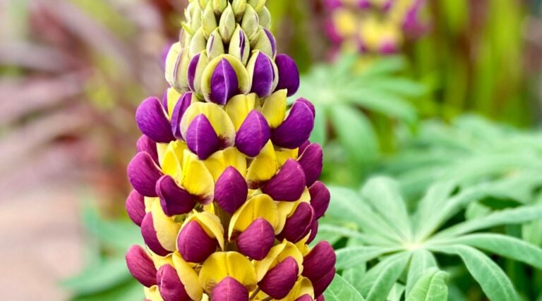 11 Beautiful Lupine Varieties for Your Garden