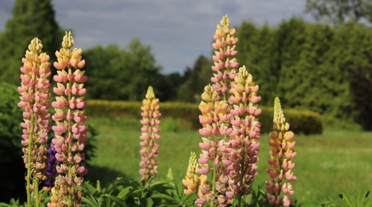11 Beautiful Lupine Varieties for Your Garden