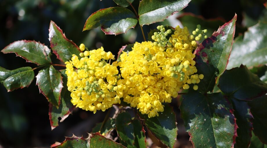 31 Recommended Native Plants for the Northwest