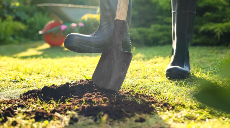 How to Plant, Grow, and Care for Japanese Maple Trees