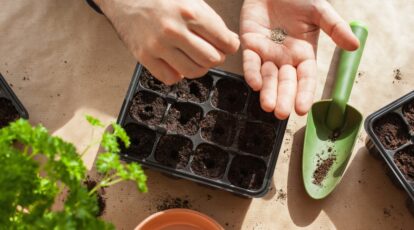 How to Save Seeds for Next Year's Garden: 5 Simple Steps