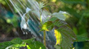How to Prepare Raspberry Bushes for Winter