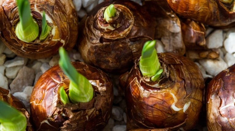 How to Plant, Grow, and Care for Paperwhites