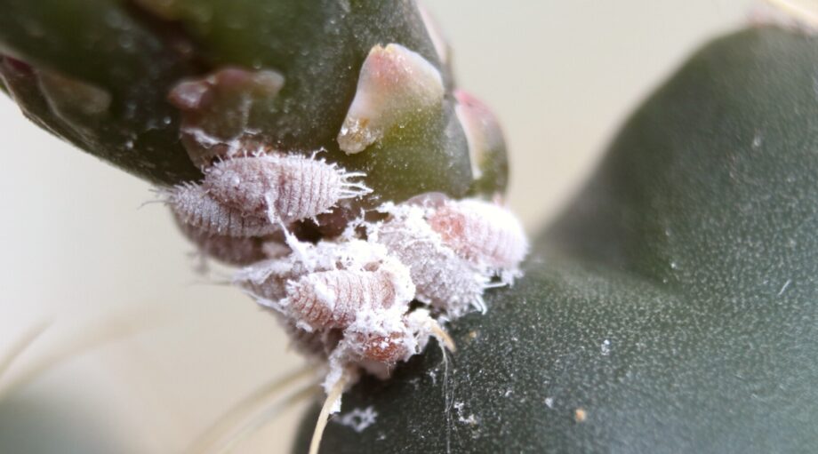 How to Plant, Grow, and Care for Thanksgiving Cactus