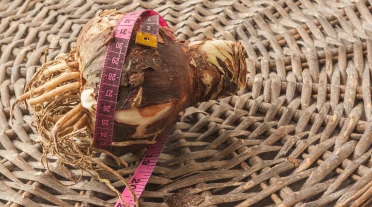 Bulb Guide: How to Tell if a Bulb is Healthy