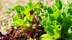 How to Grow Delicious Lettuce From Seed in Your Home Garden