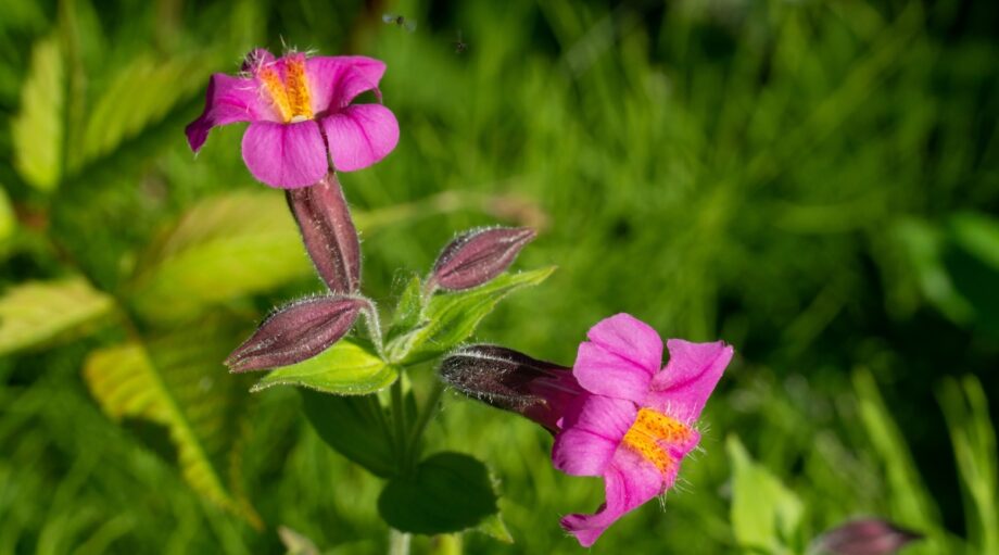 31 Recommended Native Plants for the Northwest