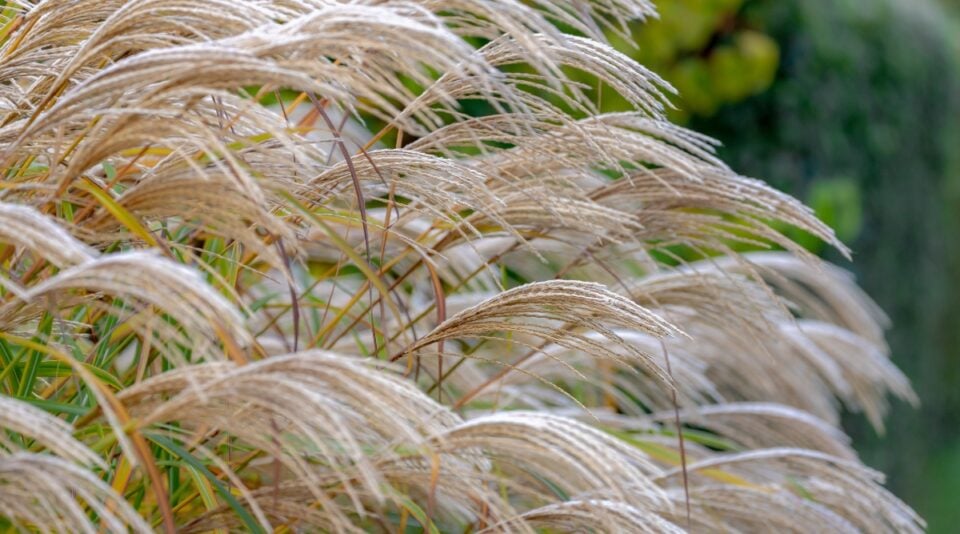 28 Invasive Plants to Avoid in The Midwest