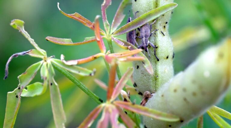 11 Common Problems With Lupines