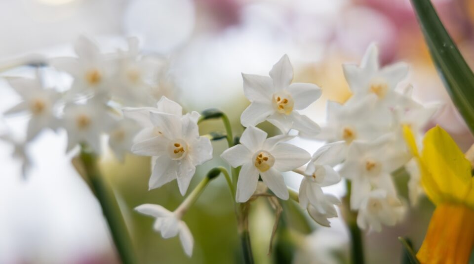 How to Plant, Grow, and Care for Paperwhites