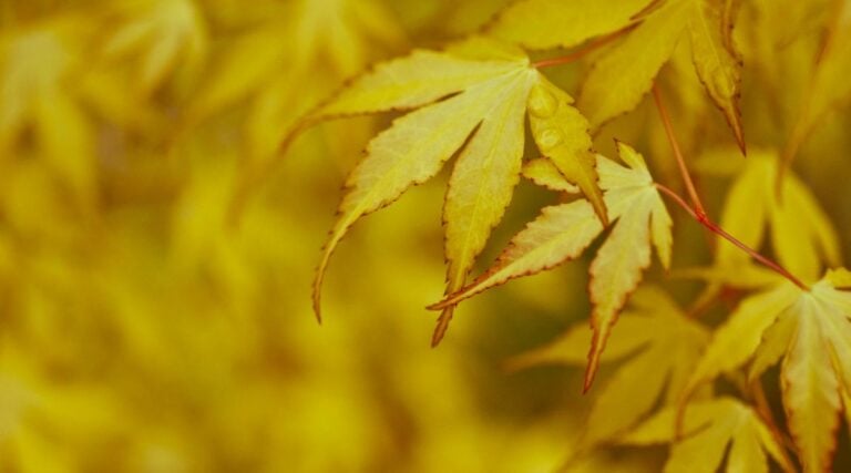 31 Plants That Provide Beautiful Winter Interest