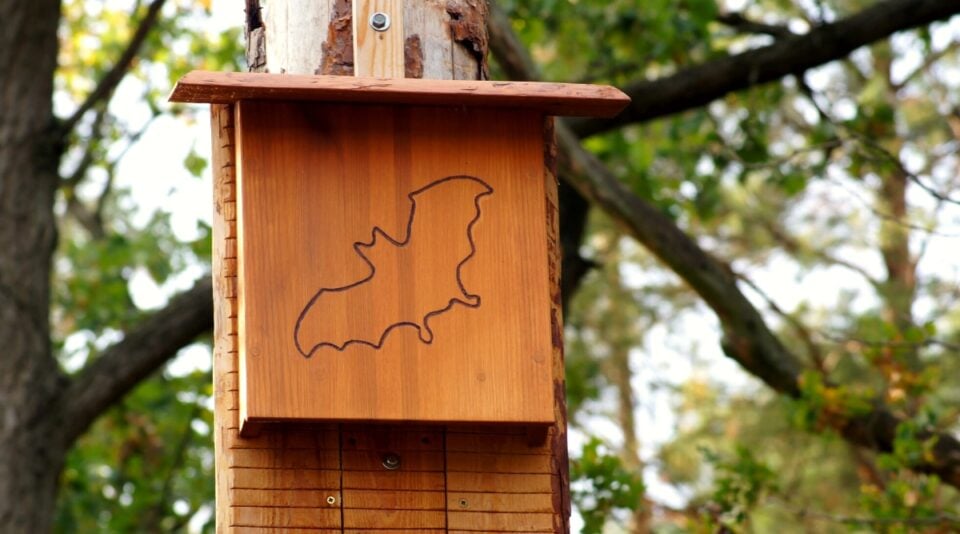 9 Ways To Attract Bats To Your Garden