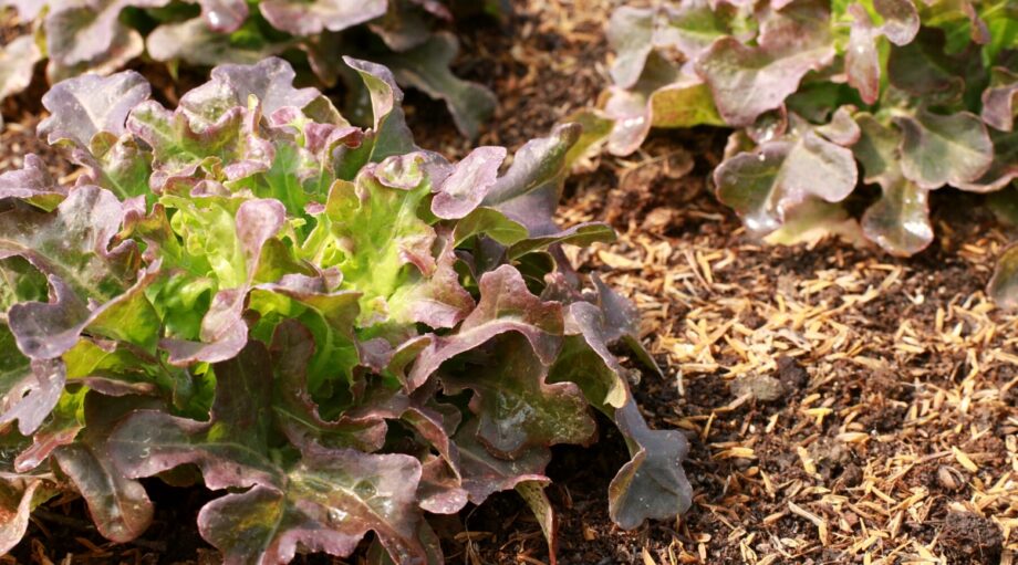 How to Grow Delicious Lettuce From Seed in Your Home Garden