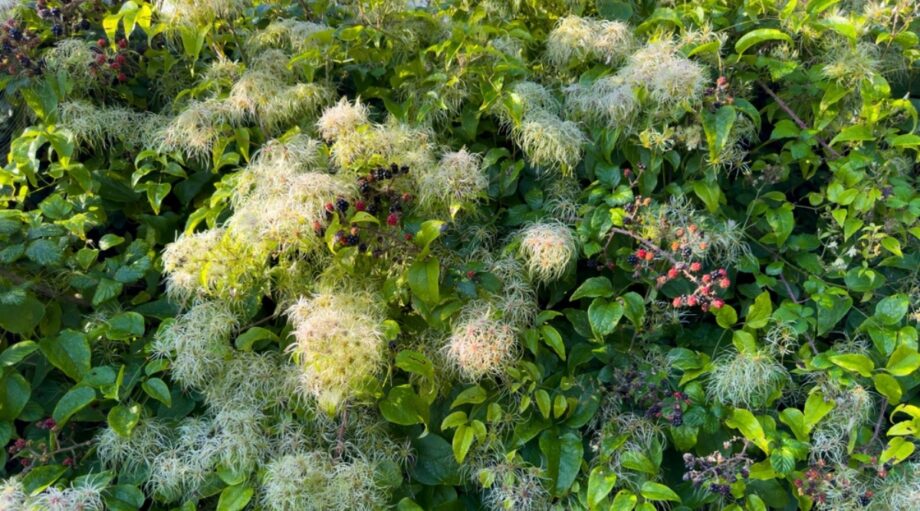28 Invasive Plants to Avoid in the Pacific Northwest