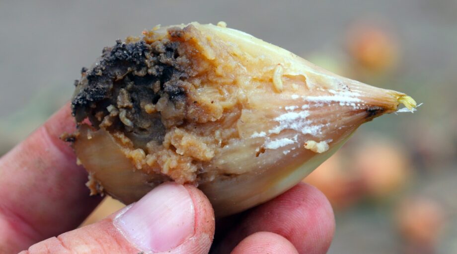 Bulb Guide: How to Tell if a Bulb is Healthy