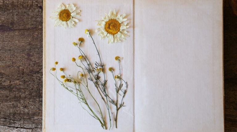 How To Dry Flowers: 7 Methods for Beautiful Dried Blooms