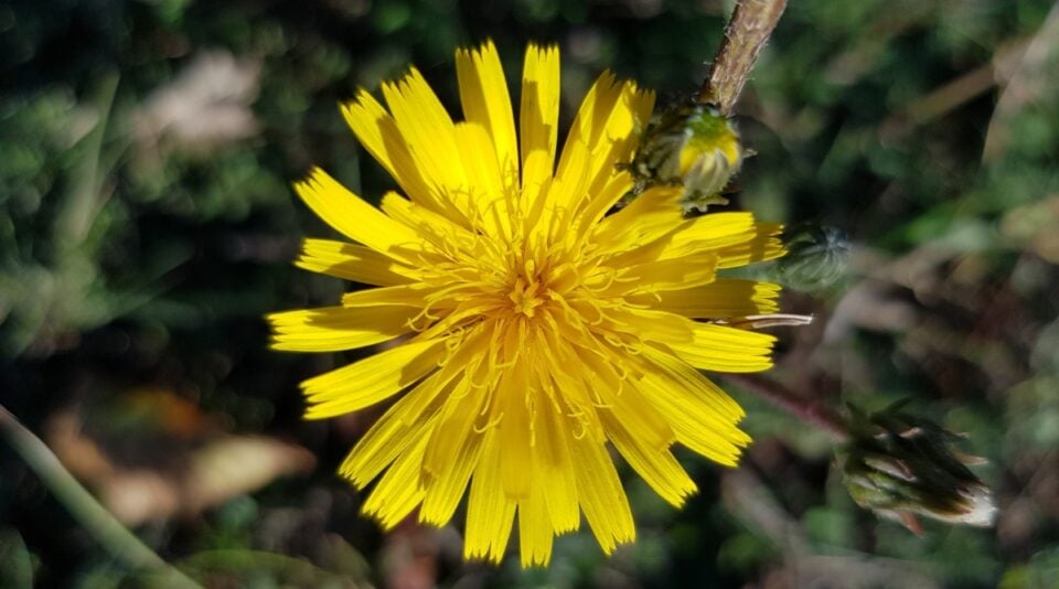 28 Invasive Plants to Avoid in the Pacific Northwest