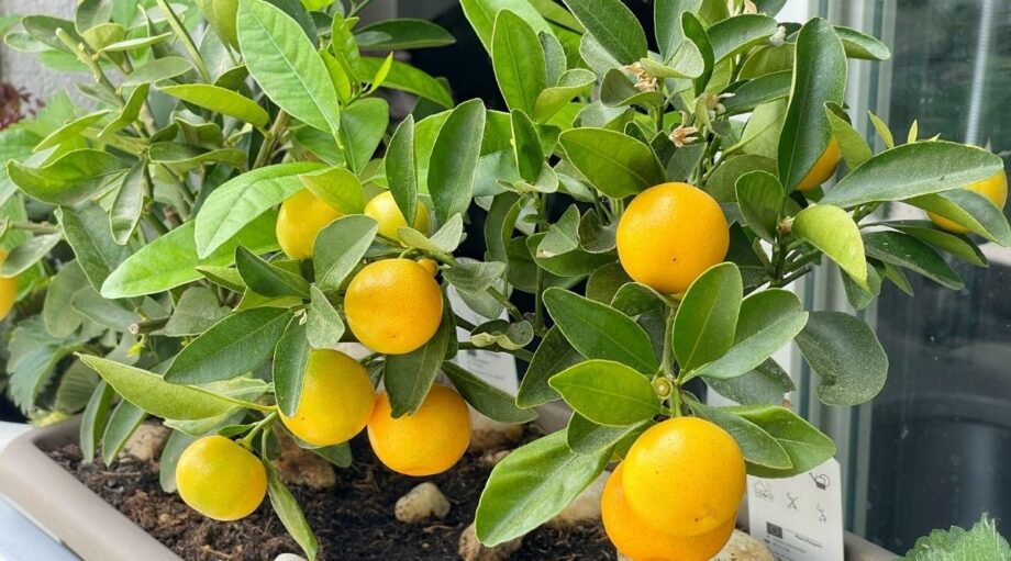 21 Plants You Should Bring in for Winter