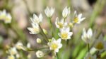 How to Plant, Grow, and Care for Paperwhites