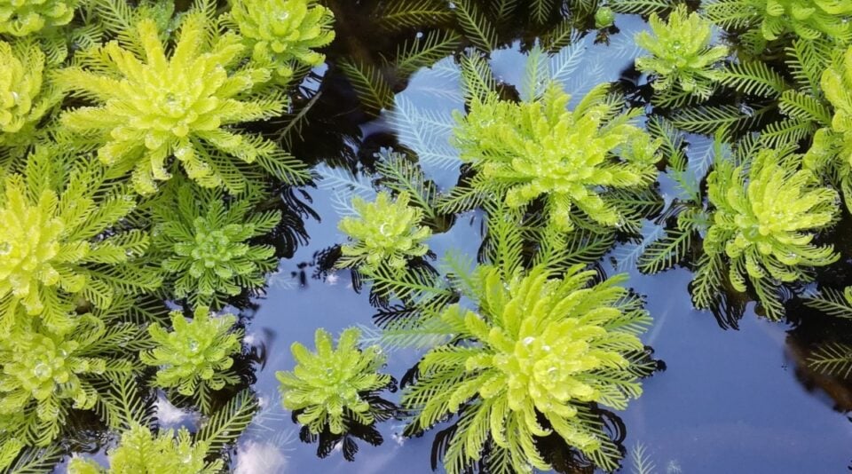 28 Invasive Plants to Avoid in the Pacific Northwest