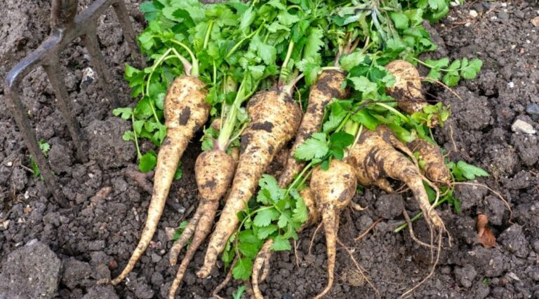 15 Cold-Season Vegetables That Get Sweeter After a Frost