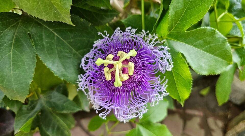 21 Best Plants to Grow in an Herbal Tea Garden