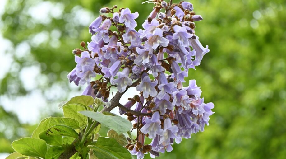 28 Invasive Plants to Avoid in The Southeast!