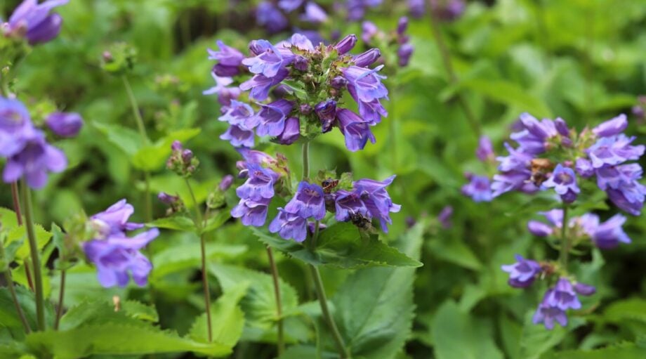 31 Recommended Native Plants for the Northwest