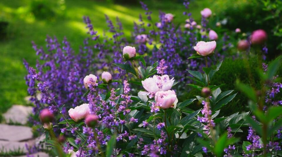11 Ways to Prevent Transplant Shock When Moving Perennials