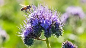 How to Plant, Grow, and Care for Phacelia
