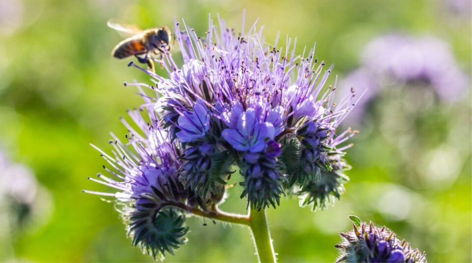 How to Plant, Grow, and Care for Phacelia