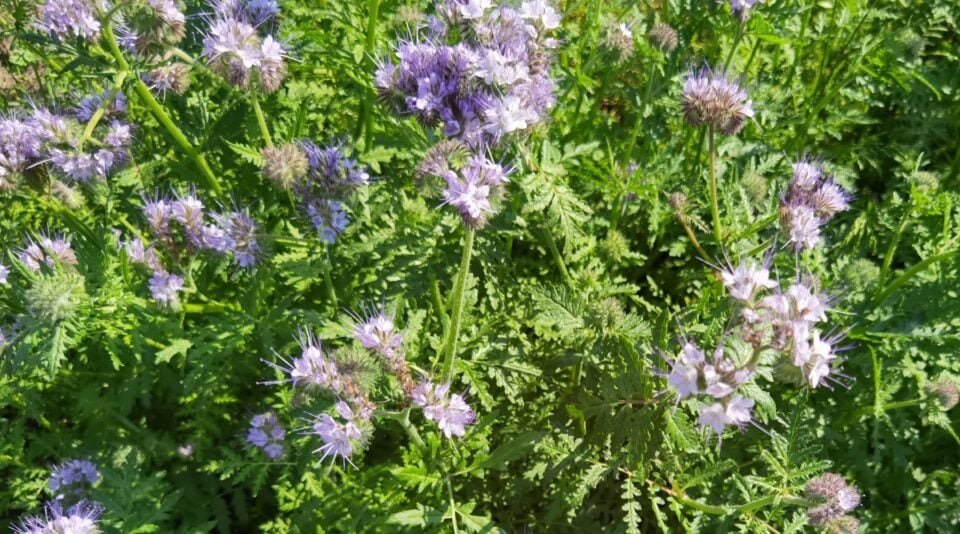 How to Plant, Grow, and Care for Phacelia