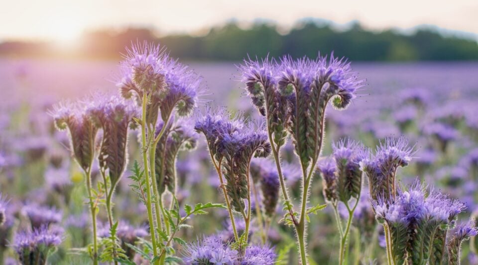 How to Plant, Grow, and Care for Phacelia