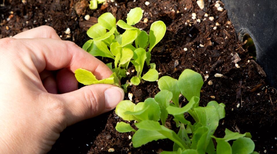 How To Thin Seedlings for A Productive Garden