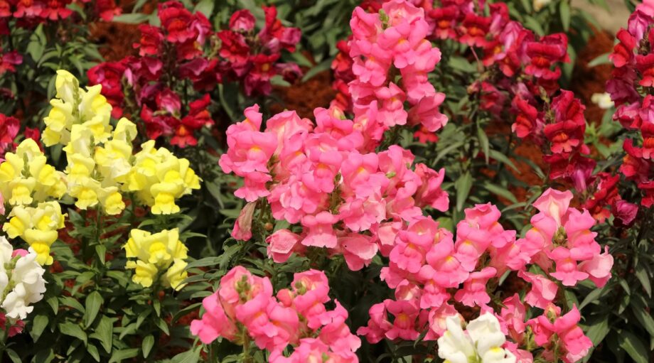 How to Plant, Grow, and Care for Snapdragons