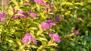 31 Beautiful Spirea Varieties For Your Landscape