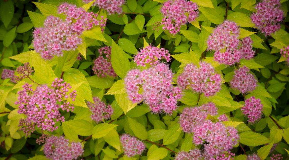 31 Beautiful Spirea Varieties For Your Landscape