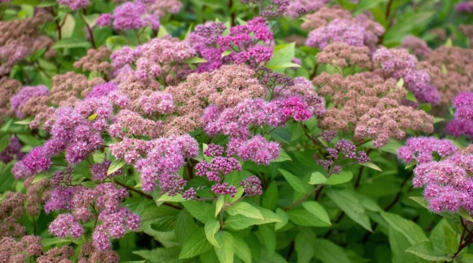 31 Beautiful Spirea Varieties For Your Landscape